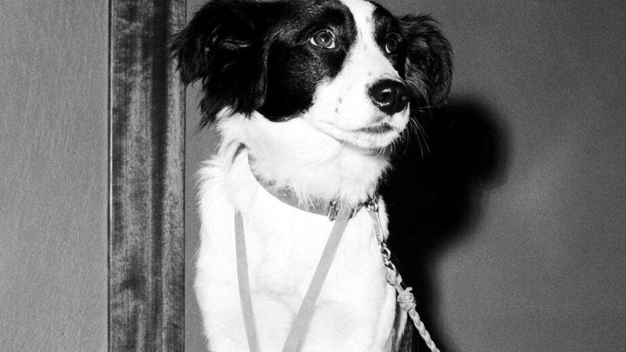 O cachorro Pickles e o resgate da Taça Jules Rimet em 1966